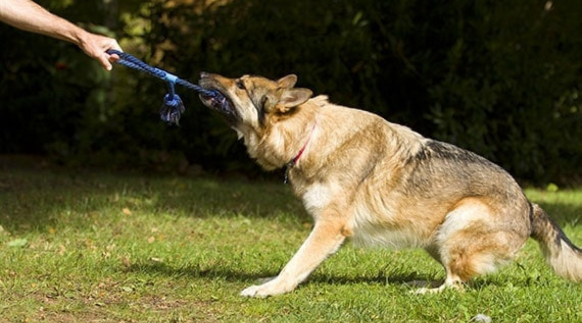 Big Paws, Big Fun: Perfect Exercises for Large Breed Dogs at Home and ...