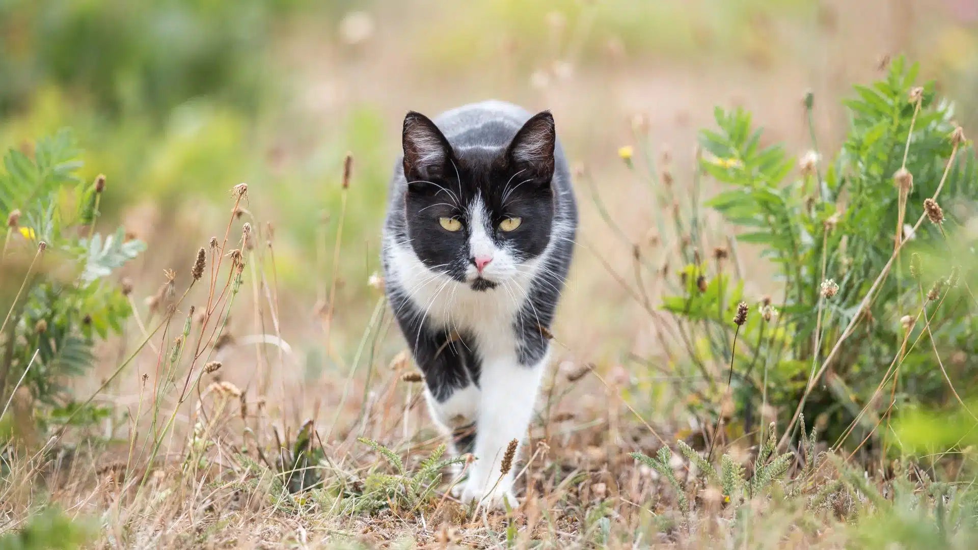 Can Your Cat Flex? How Protein Makes Cats Stronger – Addiction NZ